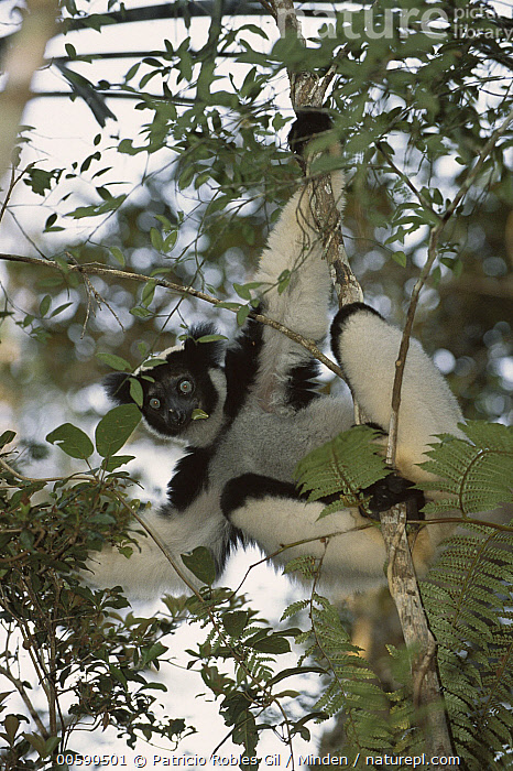 Stock photo of Indri (Indri indri) in tree, eastern Madagascar ...