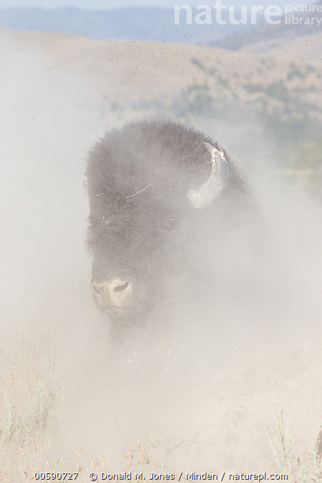 Stock photo of American Bison (Bison bison) dust bathing, National ...