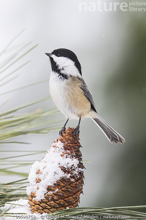 Stock photo of Black-capped Chickadee (Poecile atricapillus) in winter ...