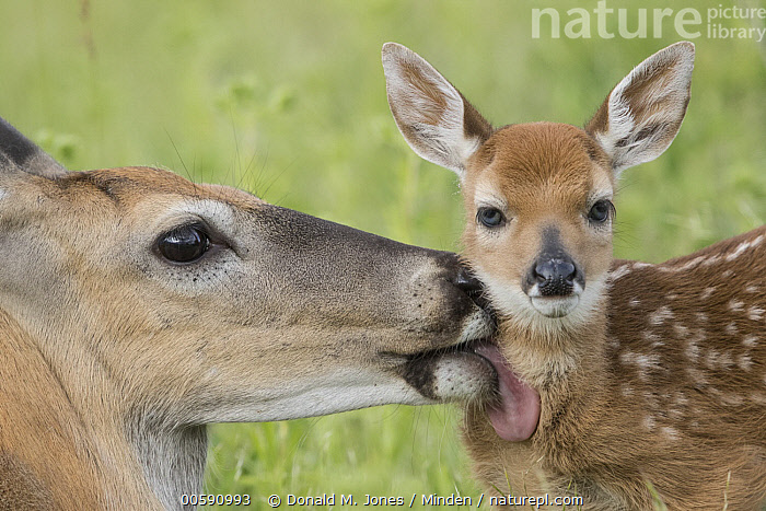 Stock photo of White-tailed Deer (Odocoileus virginianus) mother ...