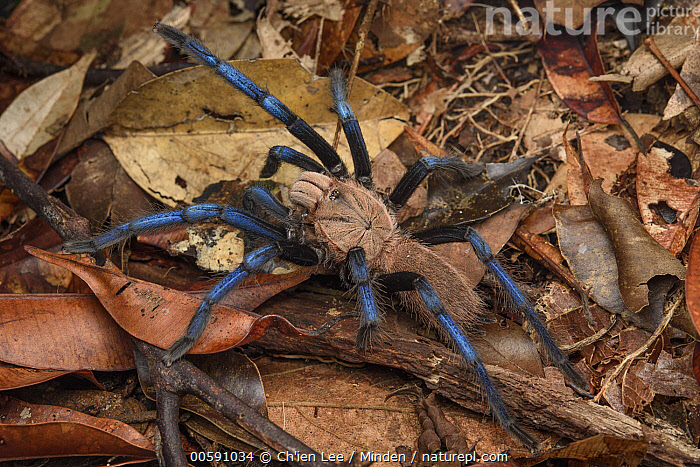 Stock photo of Tarantula (Birupes simoroxigorum) female, new species ...