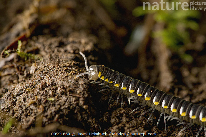 Stock photo of Yellow-spotted Millipede (Harpaphe haydeniana), Newport ...