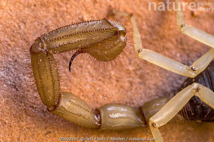 Stock photo of Giant Desert Hairy Scorpion (Hadrurus arizonensis ...