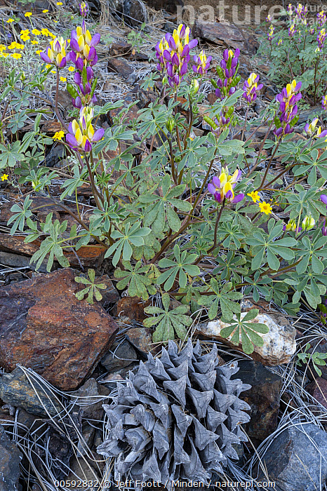 Stock photo of Harlequin Lupine (Lupinus stiversii) flowers, Yosemite ...