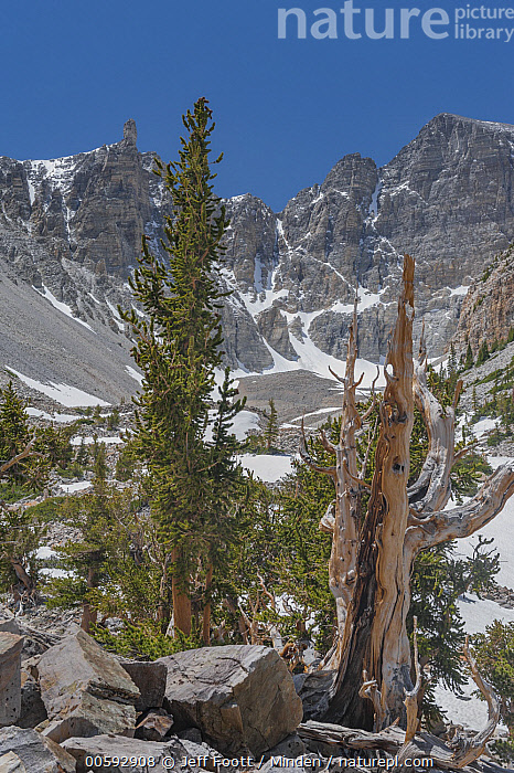 Stock photo of Great Basin Bristlecone Pine (Pinus longaeva) trees ...