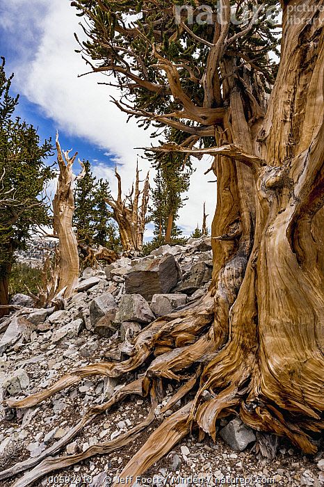 Stock photo of Great Basin Bristlecone Pine (Pinus longaeva) trees ...