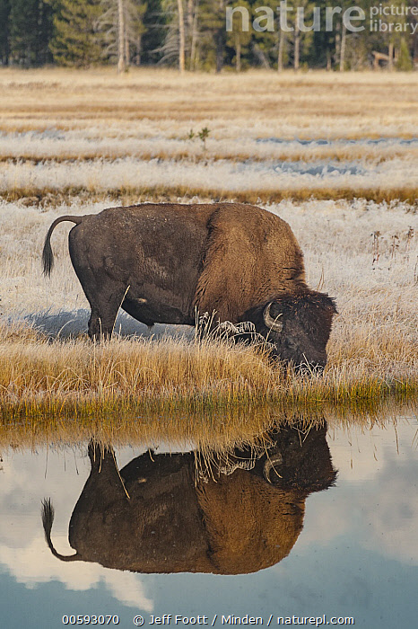 Stock photo of American Bison (Bison bison) drinking in frost-covered ...