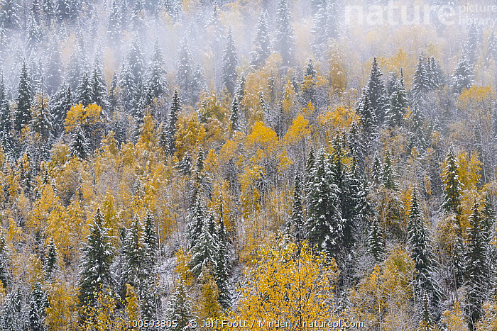 Stock photo of Mixed coniferous and deciduous forest after snowfall in ...