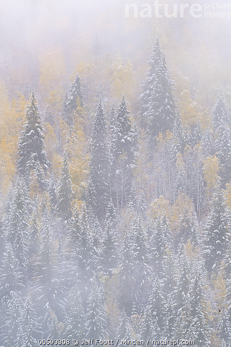 Stock photo of Mixed coniferous and deciduous forest after snowfall in ...