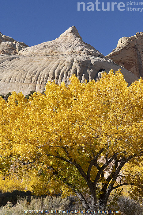 Stock photo of Fremont Cottonwood (Populus fremontii) trees in autumn ...
