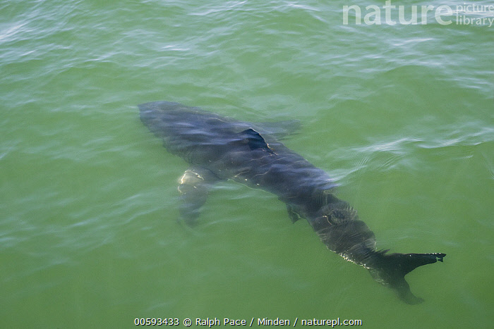 Stock photo of Great White Shark (Carcharodon carcharias) juvenile ...