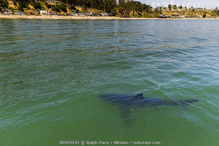 Stock photo of Great White Shark (Carcharodon carcharias) juvenile near ...
