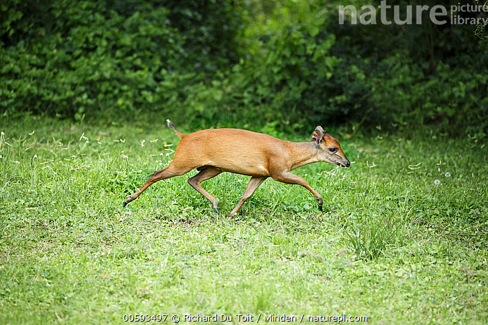 Stock photo of Natal Duiker (Cephalophus natalensis) running ...