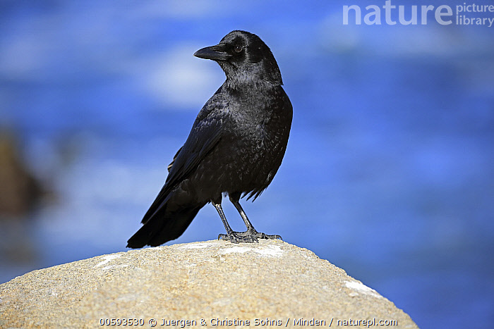 Stock photo of American Crow (Corvus brachyrhynchos), Monterey ...