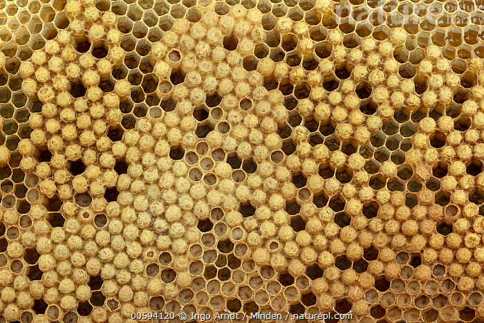 Stock photo of Honey Bee (Apis mellifera) brood cells with drone brood ...