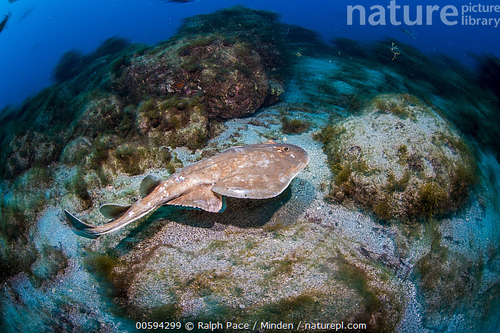 Stock photo of Giant Electric Ray (Narcine entemedor), Revillagigedo ...