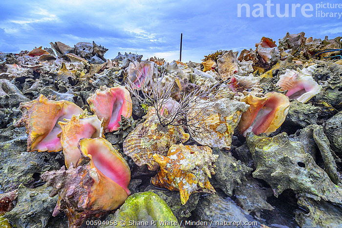 Stock photo of Discarded shells left over from over-harvesting, Saint ...