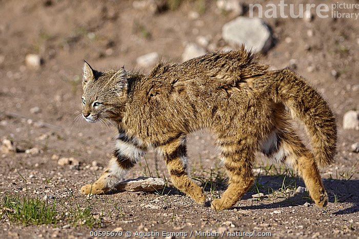 Stock photo of Pampas Cat (Leopardus colocolo) in defensive posture, La ...