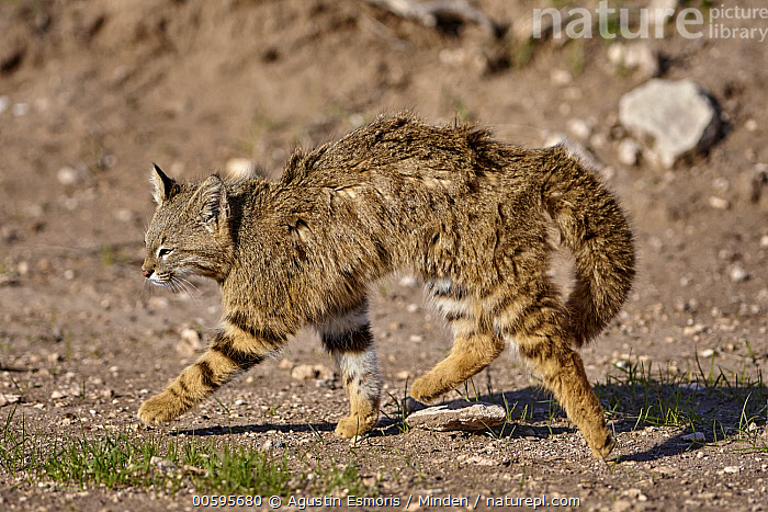 Stock photo of Pampas Cat (Leopardus colocolo) in defensive posture, La ...