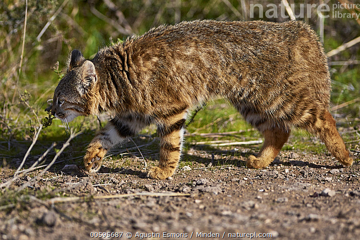 Stock photo of Pampas Cat (Leopardus colocolo), La Pampa, Argentina ...