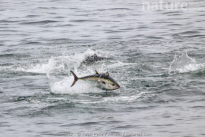 Stock photo of Pacific Bluefin Tuna (Thunnus orientalis) pair hunting ...