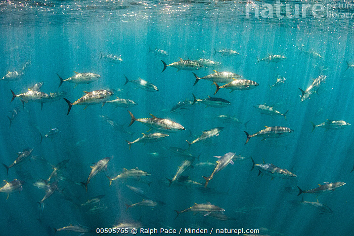 Stock photo of Pacific Bluefin Tuna (Thunnus orientalis) school, San ...