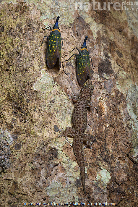 Stock photo of Four-clawed Gecko (Gehyra mutilata) guarding Lantern Fly ...