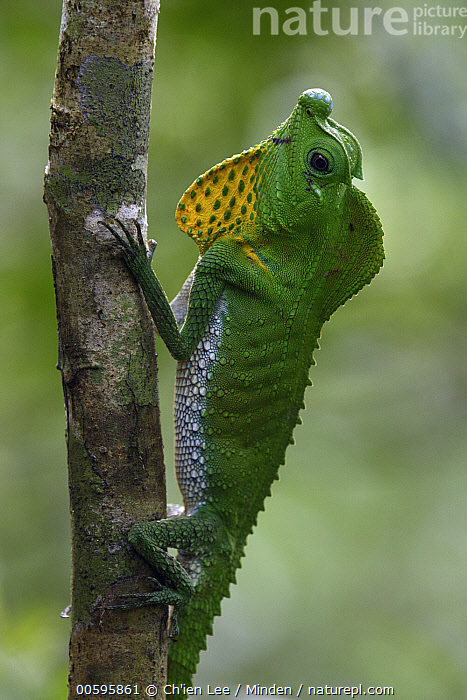 Stock photo of Lyreshead Lizard (Lyriocephalus scutatus) male in ...