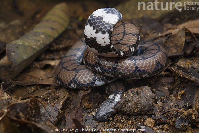 Stock photo of Ceylonese Cylinder Snake (Cylindrophis maculatus) in ...