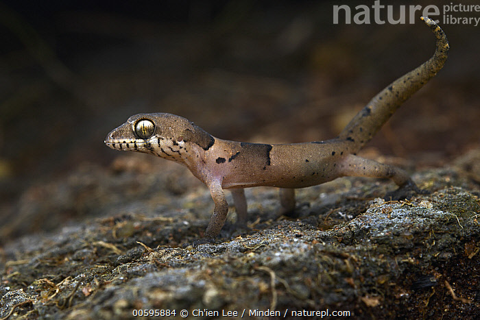 Stock photo of Northern Sri Lanka Gecko (Cyrtodactylus yakhuna), Sri ...