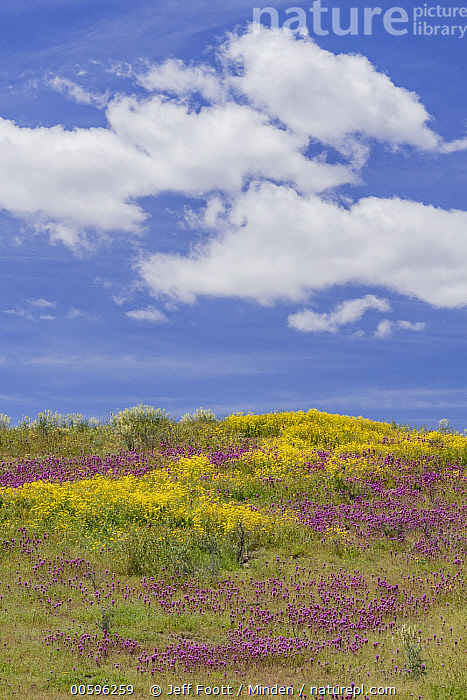 Stock photo of Purple Owl's Clover (Castilleja exserta) and Goldfield ...