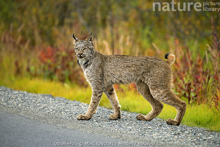 Stock photo of Canada Lynx (Lynx canadensis) crossing road, North ...