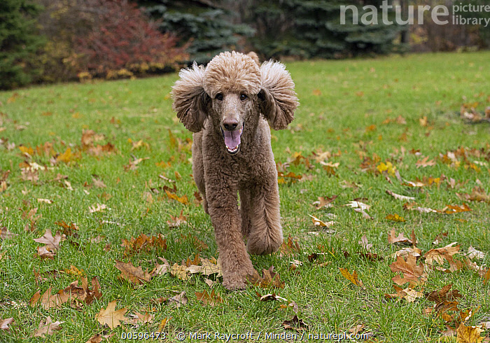Stock photo of Standard Poodle (Canis familiaris) running, North ...