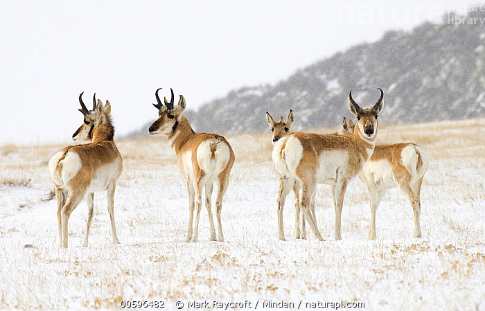 Stock photo of Pronghorn Antelope (Antilocapra americana) group in ...