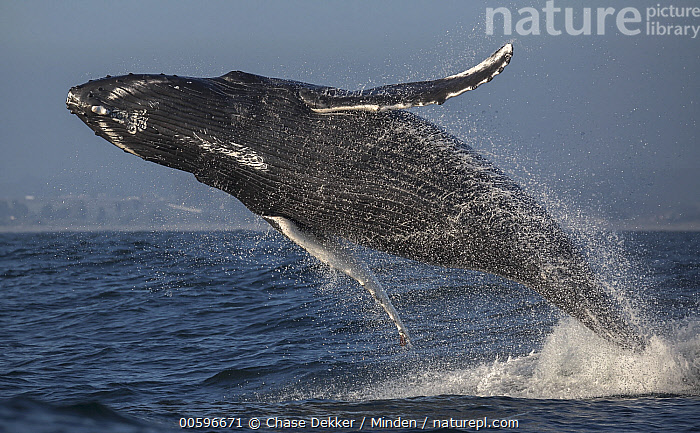 Stock photo of Humpback Whale (Megaptera novaeangliae) calf breaching ...