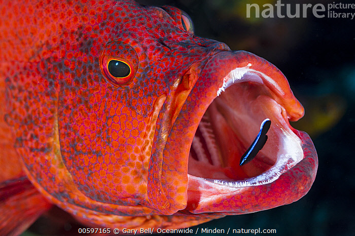 Stock photo of Blue-streaked Cleaner Wrasse (Labroides dimidiatus ...