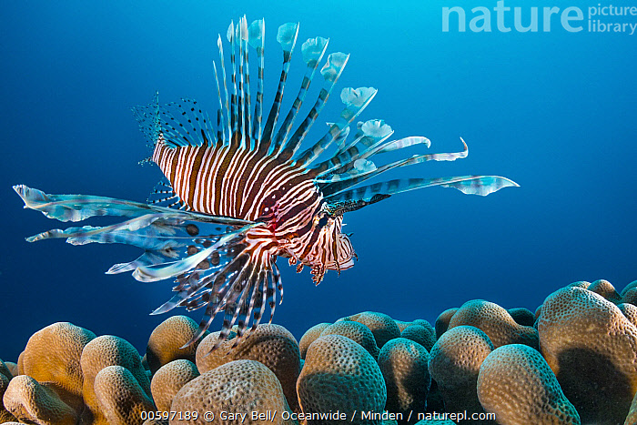 Stock photo of Common Lionfish (Pterois volitans), Christmas Island ...