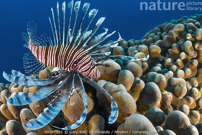 Stock photo of Common Lionfish (Pterois volitans), Christmas Island ...