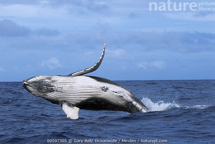 Stock photo of Humpback Whale (Megaptera novaeangliae) breaching, Tonga ...