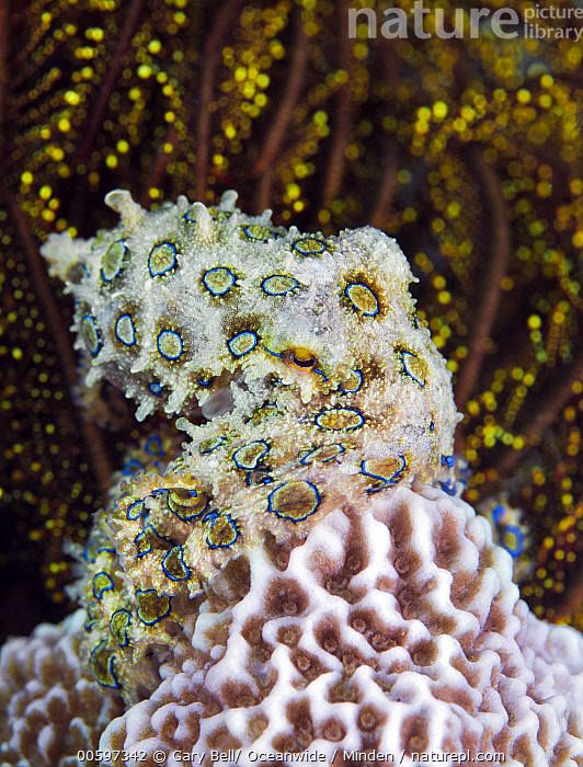 Greater Blue Ringed Octopus