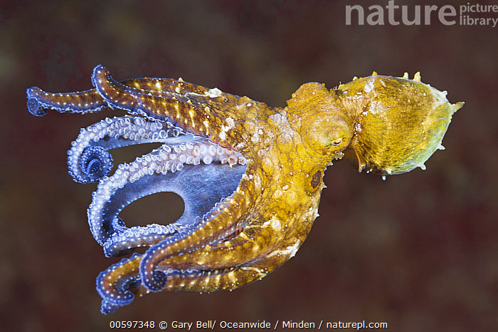 Stock photo of Wonderpus Octopus (Wunderpus photogenicus), Anilao ...