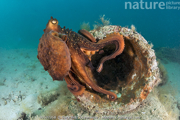 Stock photo of Maori Octopus (Octopus maorum), Mornington Peninsula ...