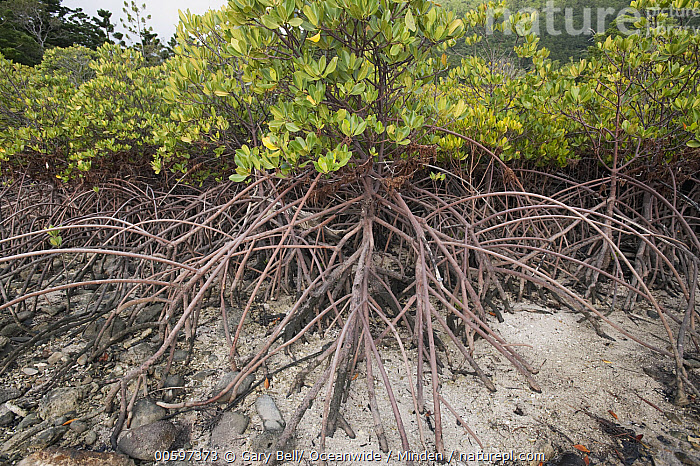 Stock photo of Spider Mangrove (Rhizophora stylosa) stilt roots at low ...