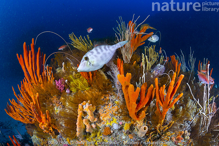 Stock photo of Temperate deep water reef with sponges, sea whips, and ...