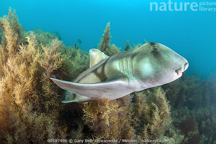 Stock photo of Port Jackson Shark (Heterodontus portusjacksoni), Port ...