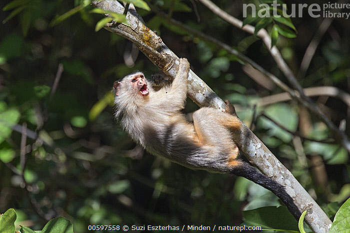 Stock photo of Emilia's Marmoset (Mico emiliae) calling, Amazon, Brazil ...