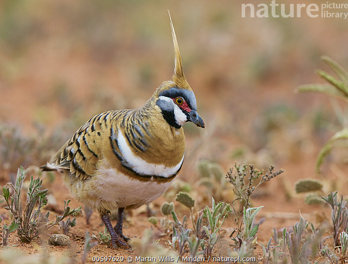 Stock photo of Spinifex Pigeon (Geophaps plumifera), Queensland ...