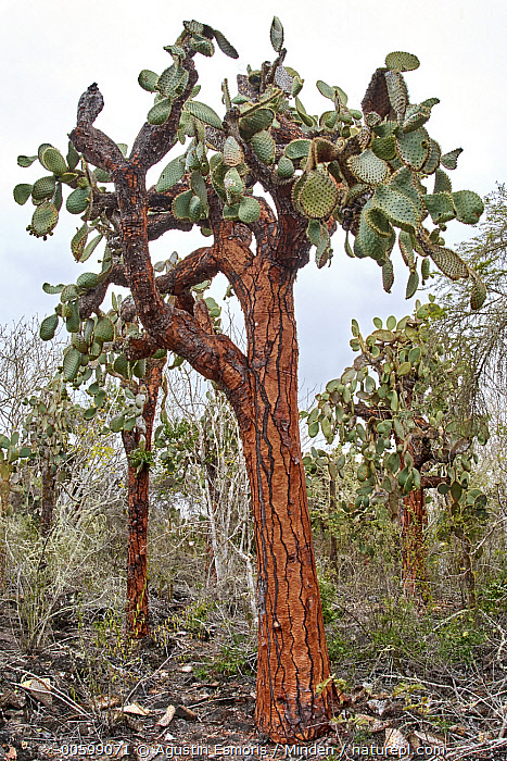 Stock photo of Opuntia (Opuntia echios) cactus, Santa Cruz Island, Galapagos Islands…. Available ...