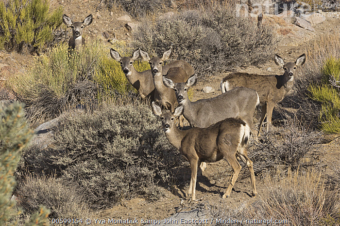 Stock photo of Mule Deer (Odocoileus hemionus) herd, Death Valley ...