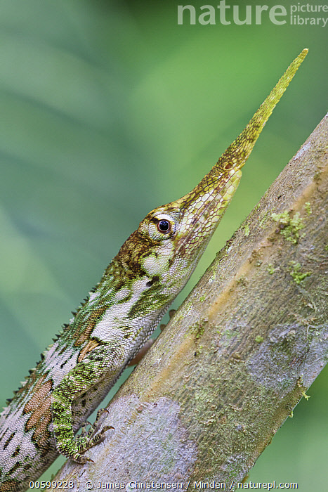 Stock photo of Horned Anole (Anolis proboscis) male, Mindo, Ecuador ...